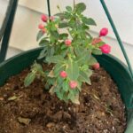 Common Fuchsia Plant Diseases (& How To Treat Them) - Complete Gardening
