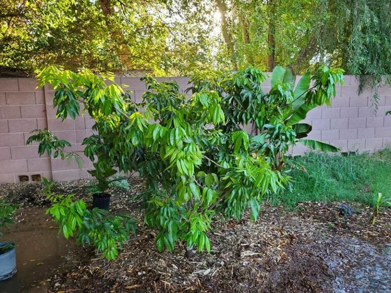 Can You Really Grow Lychee at Home? Here’s the Truth! - Complete Gardening