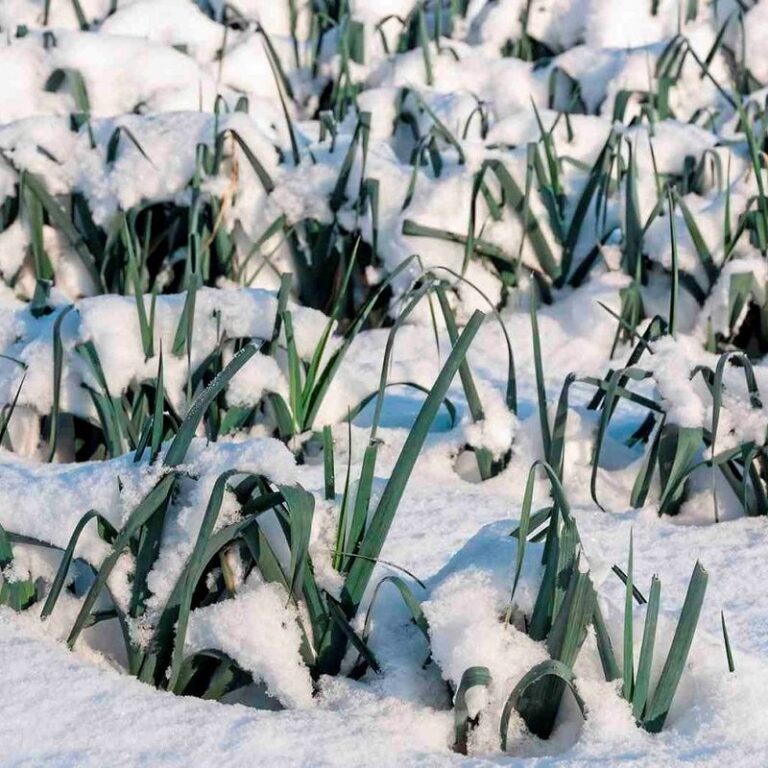 17 Vegetables That Can Handle Cold Weather - Complete Gardening