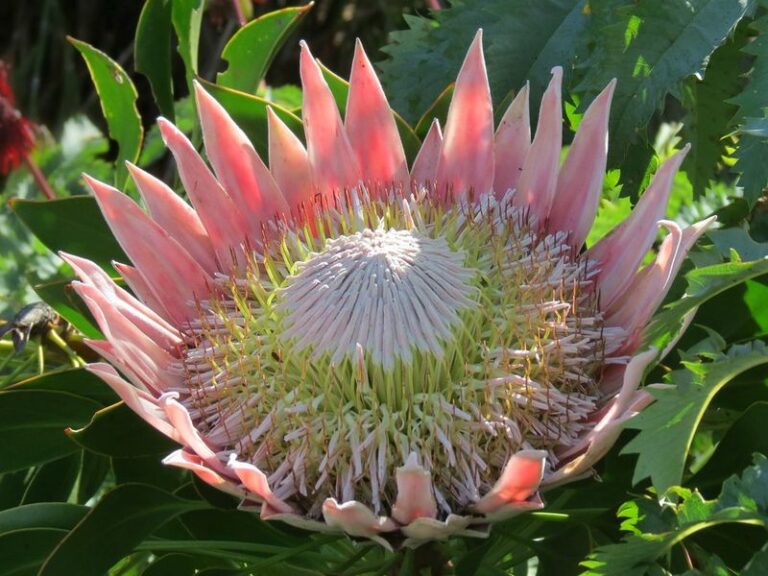 Bold Blooms: Oversized Flowers That Wow Instantly - Complete Gardening