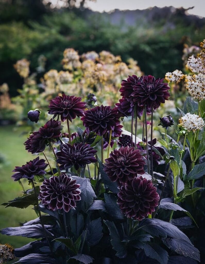 Gothic Gardens: Dramatic Plants with Dark Appeal - Complete Gardening