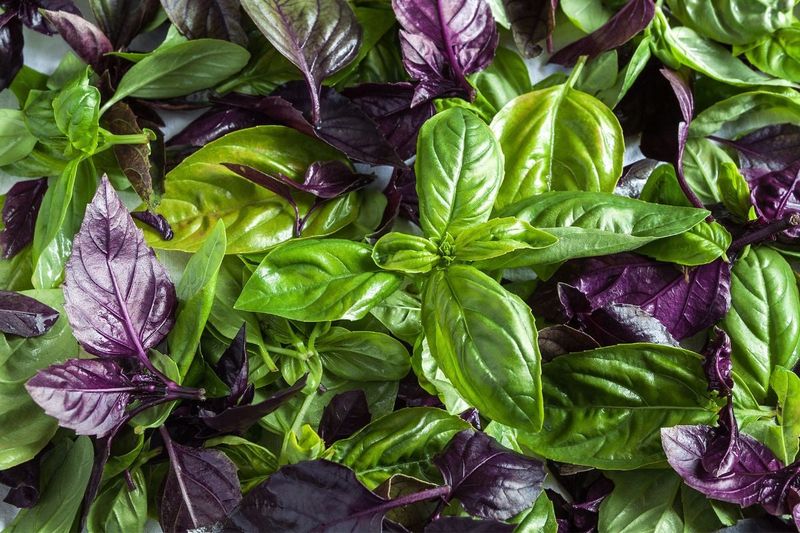 Grow These 7 Herbs for Flavor—Avoid These 3 That Taste Like Soap ...