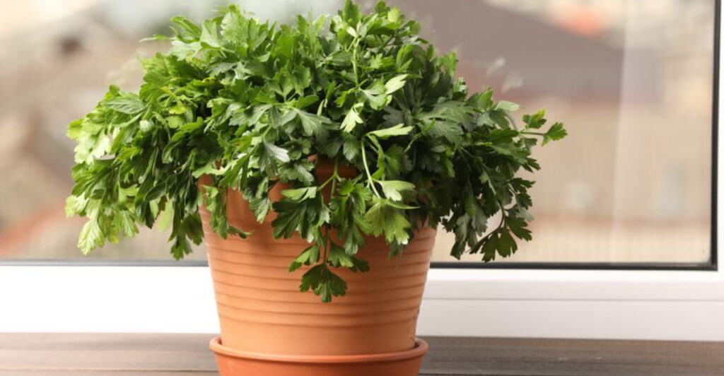 Grow These 7 Herbs for Flavor—Avoid These 3 That Taste Like Soap ...