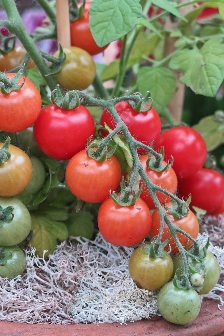 Grow a Pizza Garden: All the Toppings in One Bed - Complete Gardening