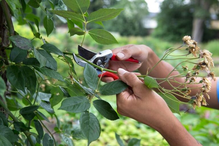 How to Train Vines to Climb Walls or Fences - Complete Gardening