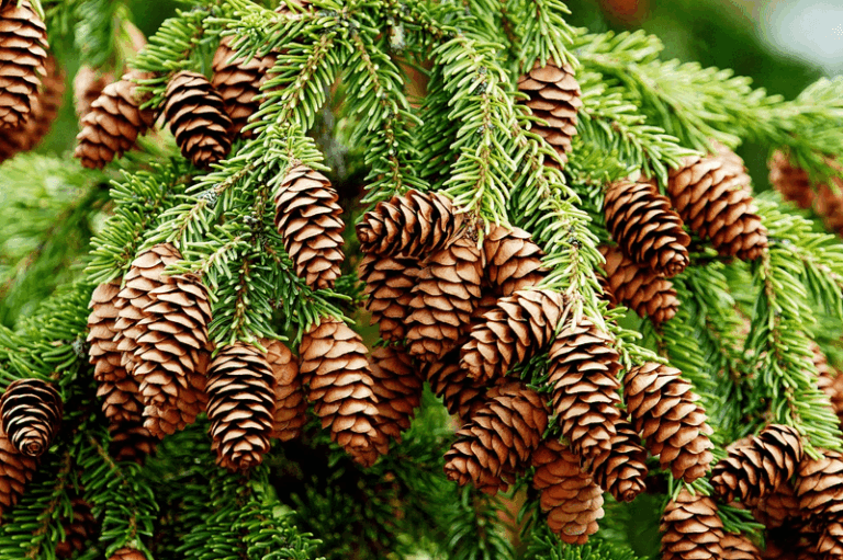 16 Trees That Bring Birds Flocking to Your Yard - Complete Gardening