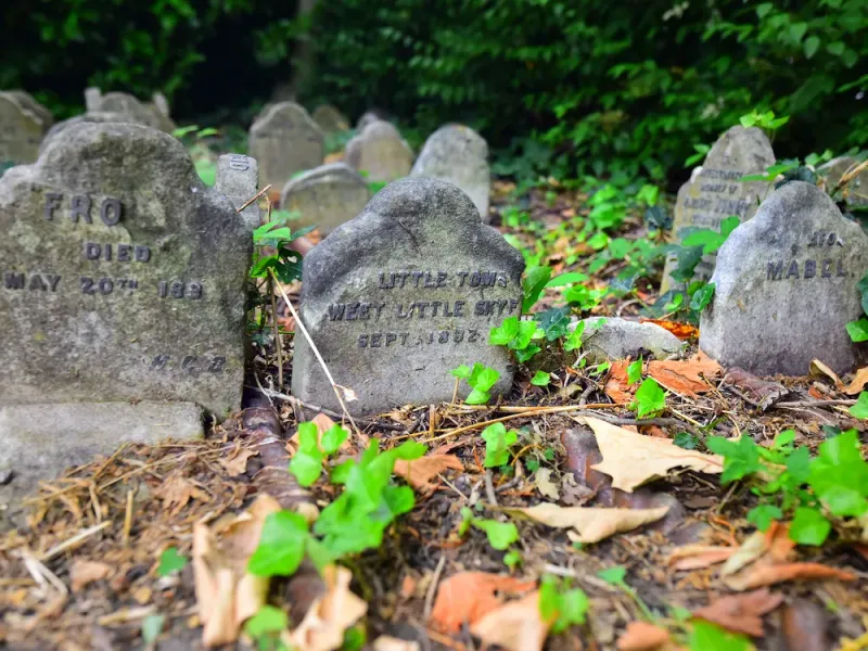 16 Reasons Why Backyard Pet Burials Are a Terrible Idea - Complete Gardening