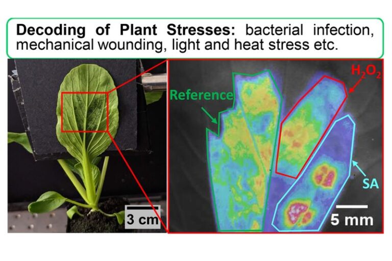 The Science of Plant Stress: How to Spot and Fix It - Complete Gardening