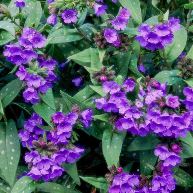 18 Short Perennial Flowers Ideal For Small Gardens - Complete Gardening