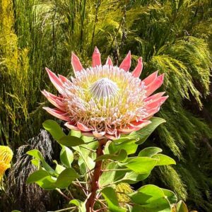 Bold Blooms: Oversized Flowers That Wow Instantly - Complete Gardening