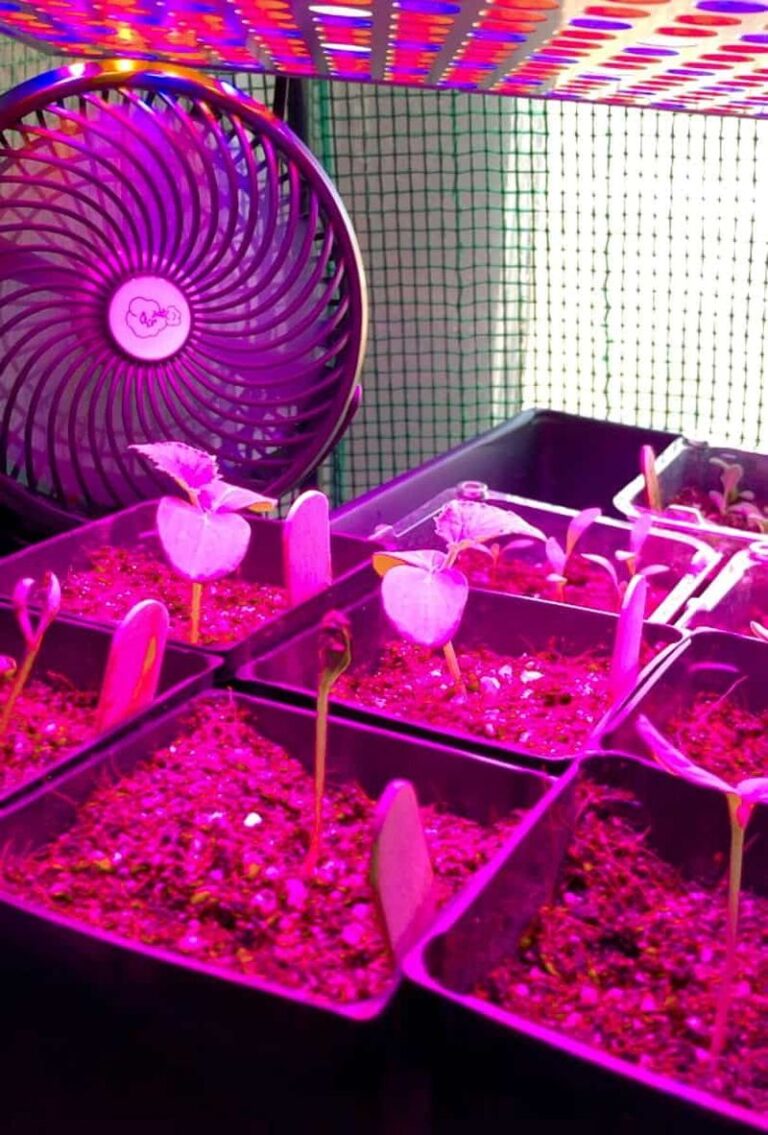 8 Expert Tricks That Make Seeds Sprout Shockingly Fast - Complete Gardening