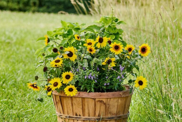 How to Grow Gorgeous Sunflowers in Pots—No Garden Required - Complete ...