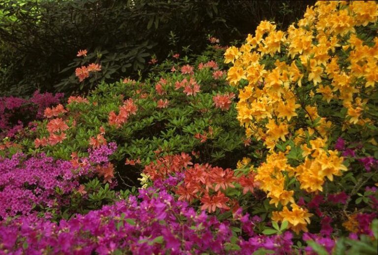 Flowers That Change Color Based on Soil Acidity - Complete Gardening