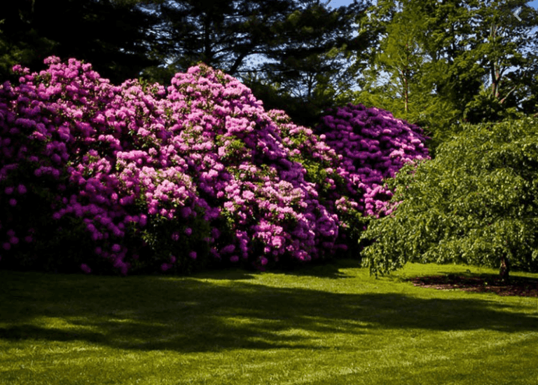 15 Gorgeous Flowering Shrubs That Thrive In The Shade - Complete Gardening