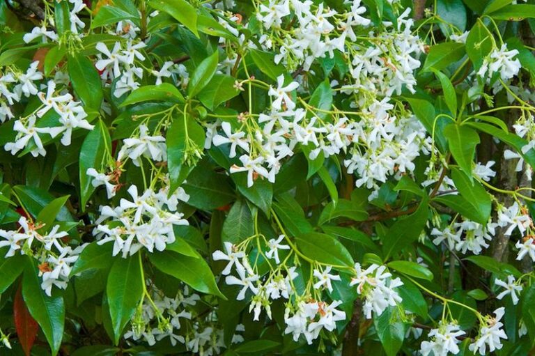 21 Things You’re Doing Wrong with Your Star Jasmine—And How to Fix Them ...