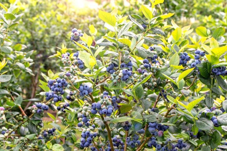 The Secret to Bigger, Sweeter Blueberries? It’s All in the Watering ...