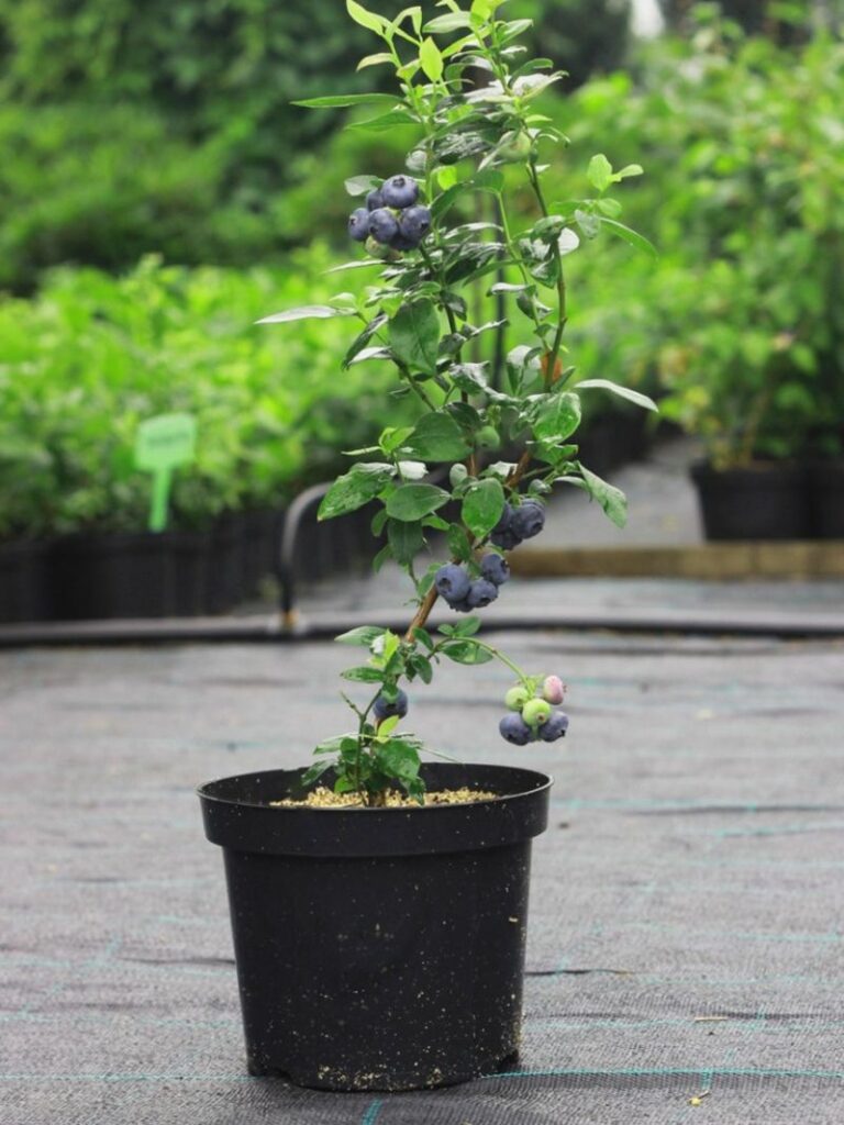 The Secret to Bigger, Sweeter Blueberries? It’s All in the Watering ...