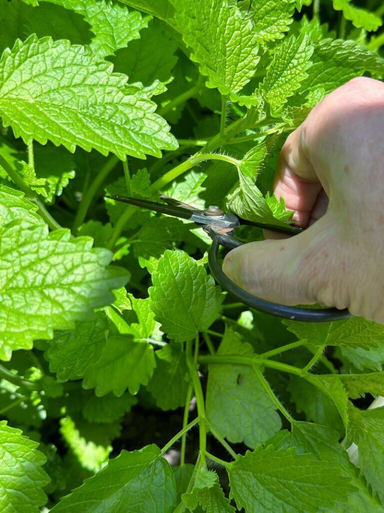 16 Ways to Grow Lemon Balm That Smells Amazing All Season - Complete ...