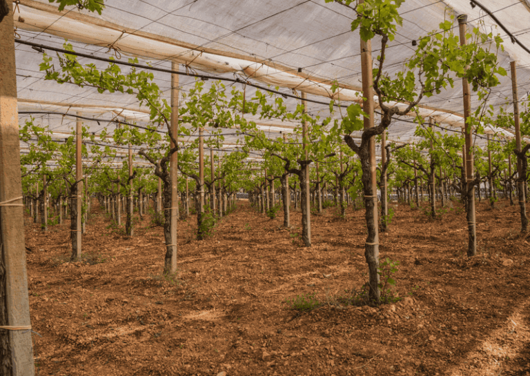 How to Train Vines to Climb Walls or Fences - Complete Gardening