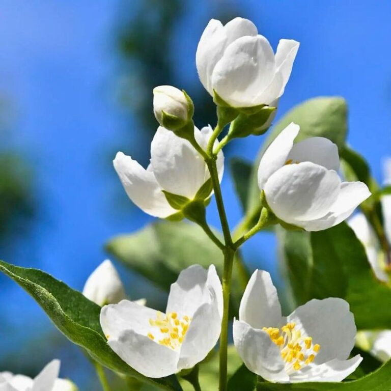 29 Flower Names And Their Meanings (Plus Some That Will Truly Surprise ...