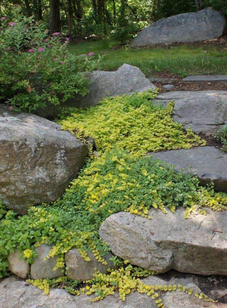 27 Easy-To-Grow Ground Cover Plants That Flourish Around Tree Roots ...
