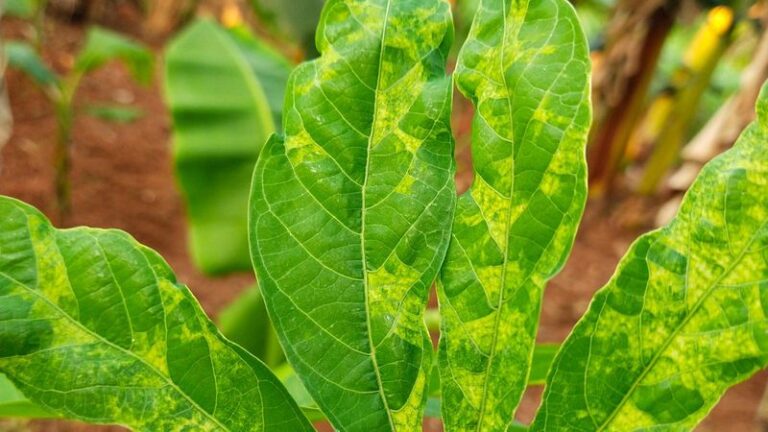 Mosaic Virus Is SILENTLY Killing Your Plants—Here’s How to STOP It ...