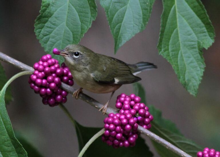 16 Trees That Bring Birds Flocking to Your Yard - Complete Gardening