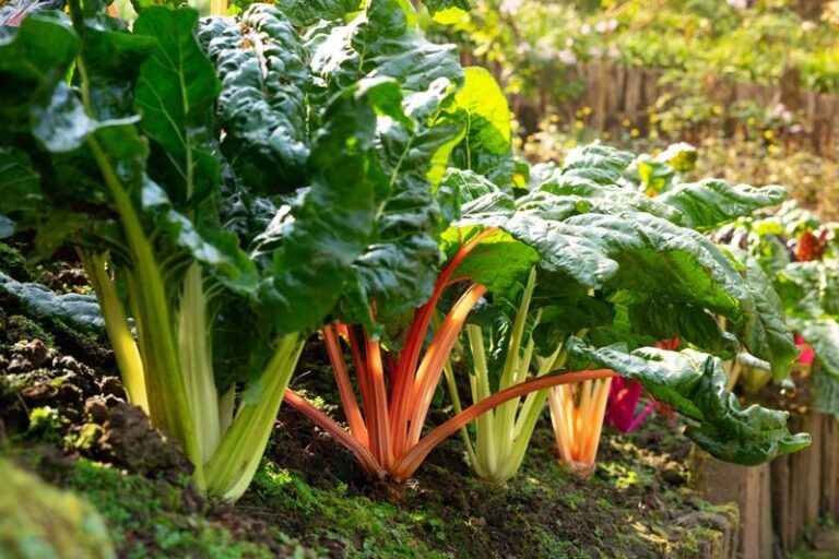 12 Crops That Thrive in Shade (Yes, Really!) - Complete Gardening