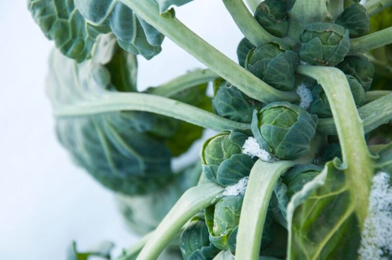 17 Vegetables That Can Handle Cold Weather - Complete Gardening