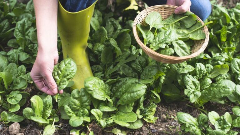 22 Vegetables That Keep Regrowing After You Harvest Them (And 5 More ...