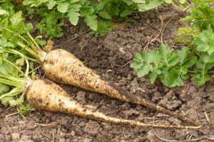 35 Hardy Vegetables That Will Thrive In Poor Soil Conditions - Complete ...