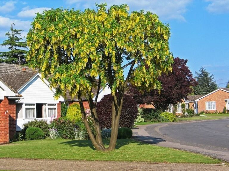 Trees That Won’t Crack Your Driveway - Complete Gardening