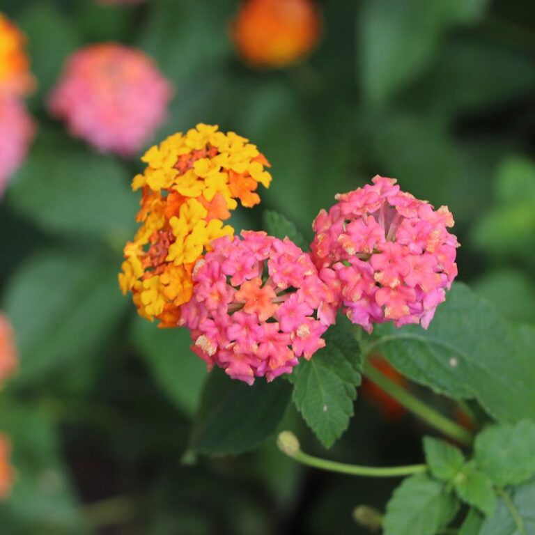 15 Lantana Varieties That Flower Continuously in Warm Weather ...