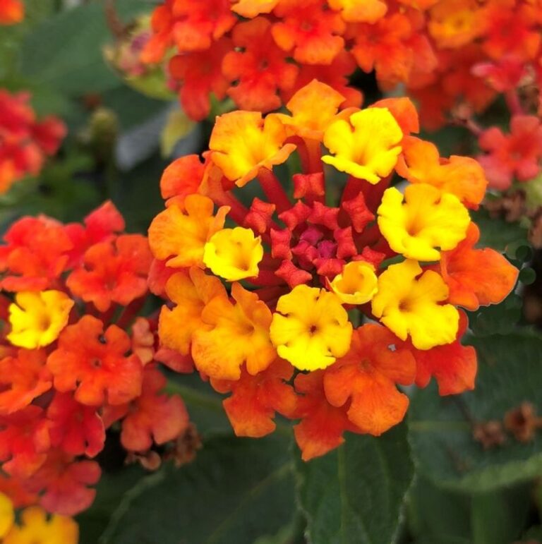 15 Lantana Varieties That Flower Continuously in Warm Weather ...