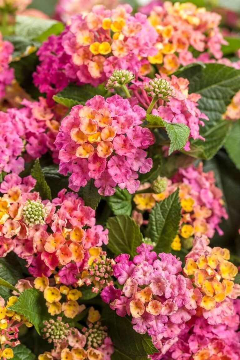 15 Lantana Varieties That Flower Continuously in Warm Weather ...