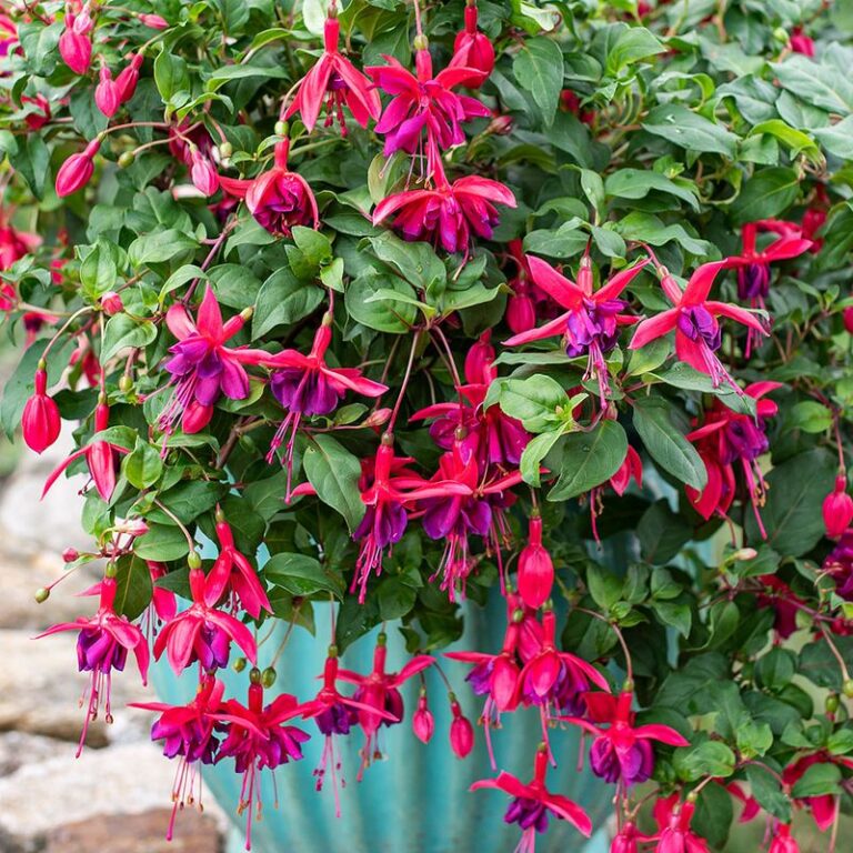 19 Must-Have Shrubs That Bloom All Year Long - Complete Gardening