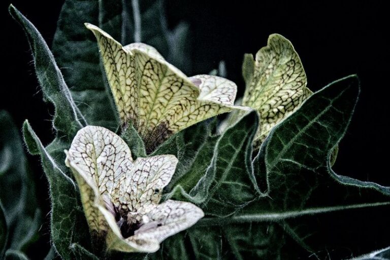 Witchy Plants and How to Use Them - Complete Gardening