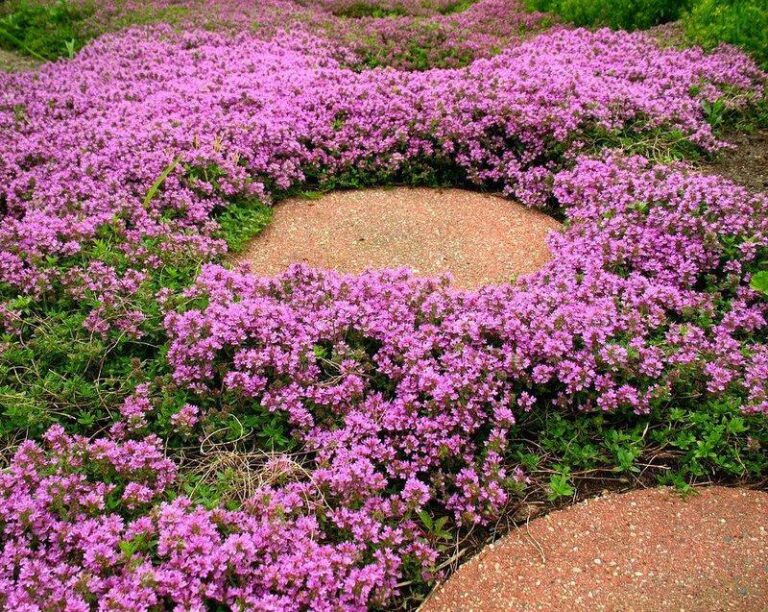18 Short Perennial Flowers Ideal For Small Gardens - Complete Gardening