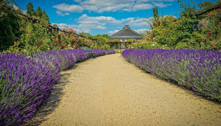 18 Beautiful Ways to Use Lavender in Your Garden - Complete Gardening