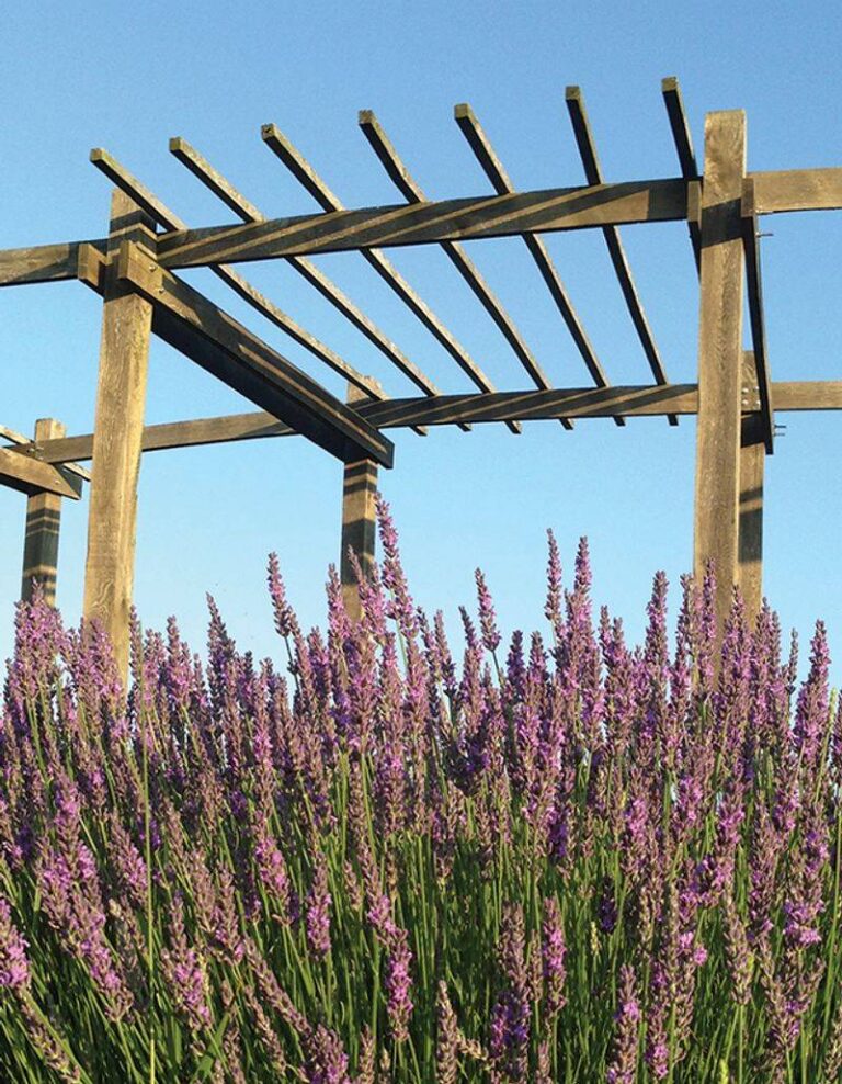 18 Beautiful Ways to Use Lavender in Your Garden - Complete Gardening