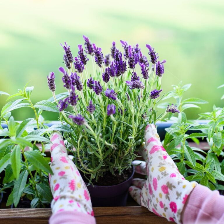18 Beautiful Ways to Use Lavender in Your Garden - Complete Gardening