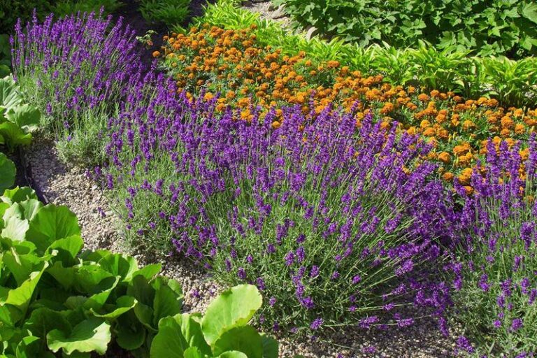 18 Beautiful Ways to Use Lavender in Your Garden - Complete Gardening