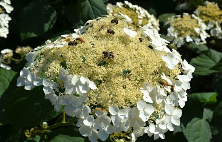 How to Grow Lacecap Hydrangeas With Perfect Blooms Every Time ...