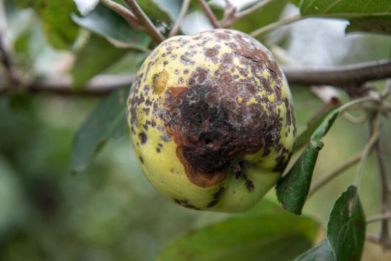 Apple Scab: How to Identify, Prevent, and Treat This Common Fruit Tree ...