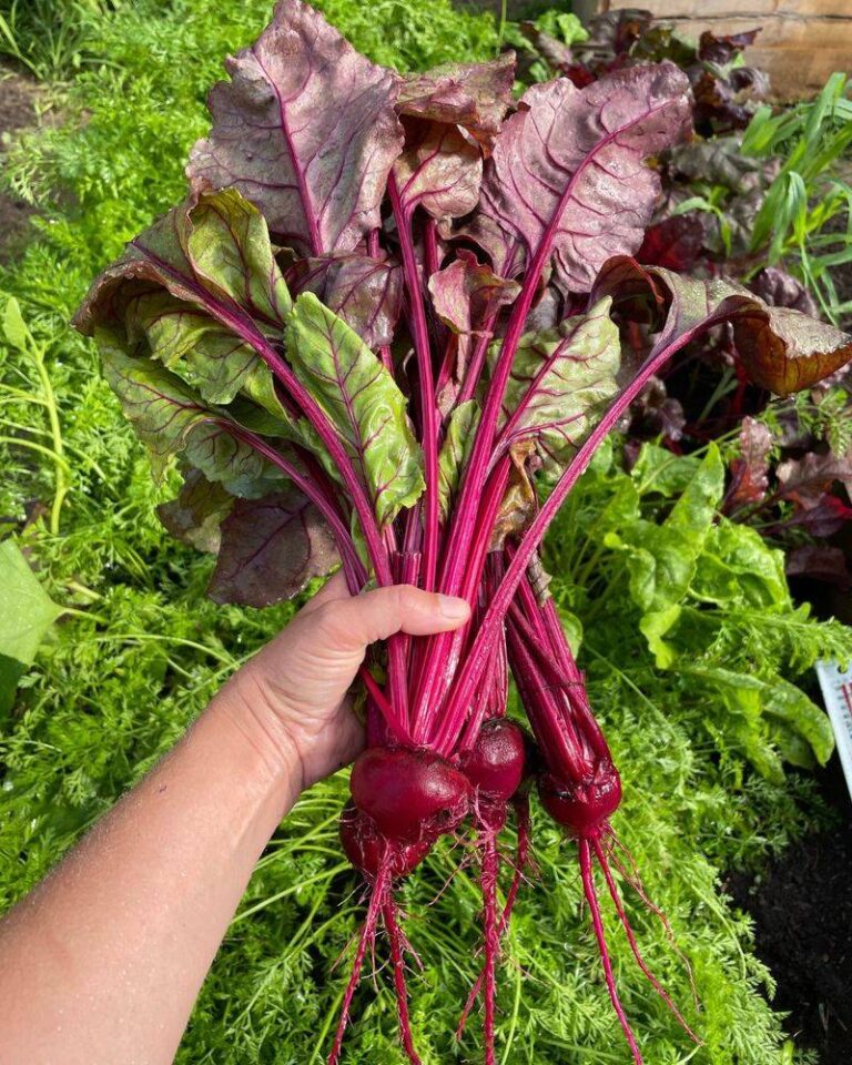 17 Vegetables That Can Handle Cold Weather - Complete Gardening