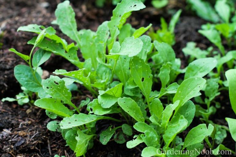 12 Crops That Thrive in Shade (Yes, Really!) - Complete Gardening