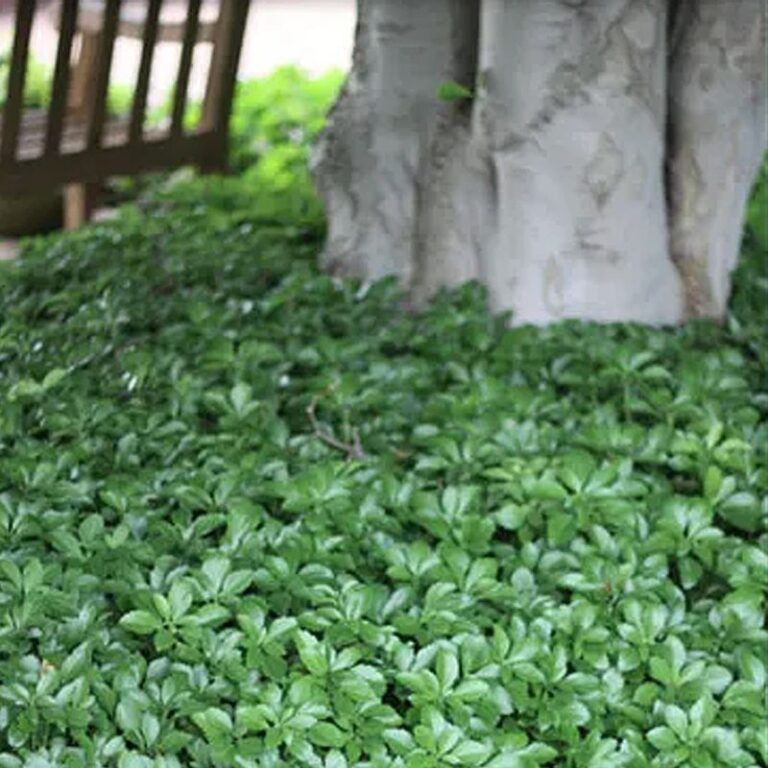 27 Easy-To-Grow Ground Cover Plants That Flourish Around Tree Roots ...
