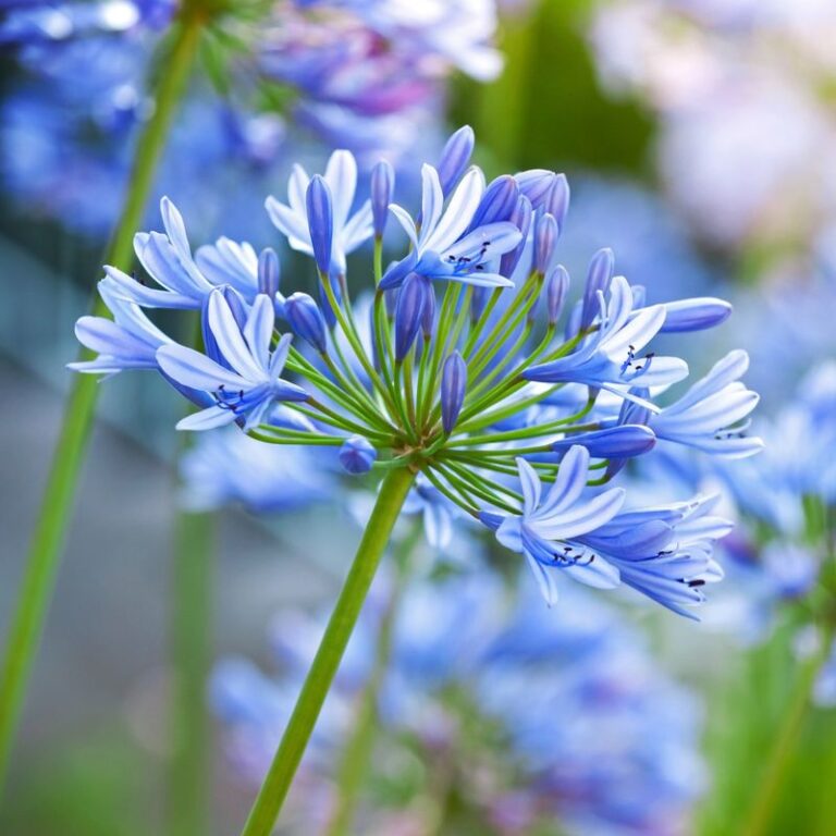 34 Bold Blue Perennials That Will Never Leave Your Yard Once Planted ...