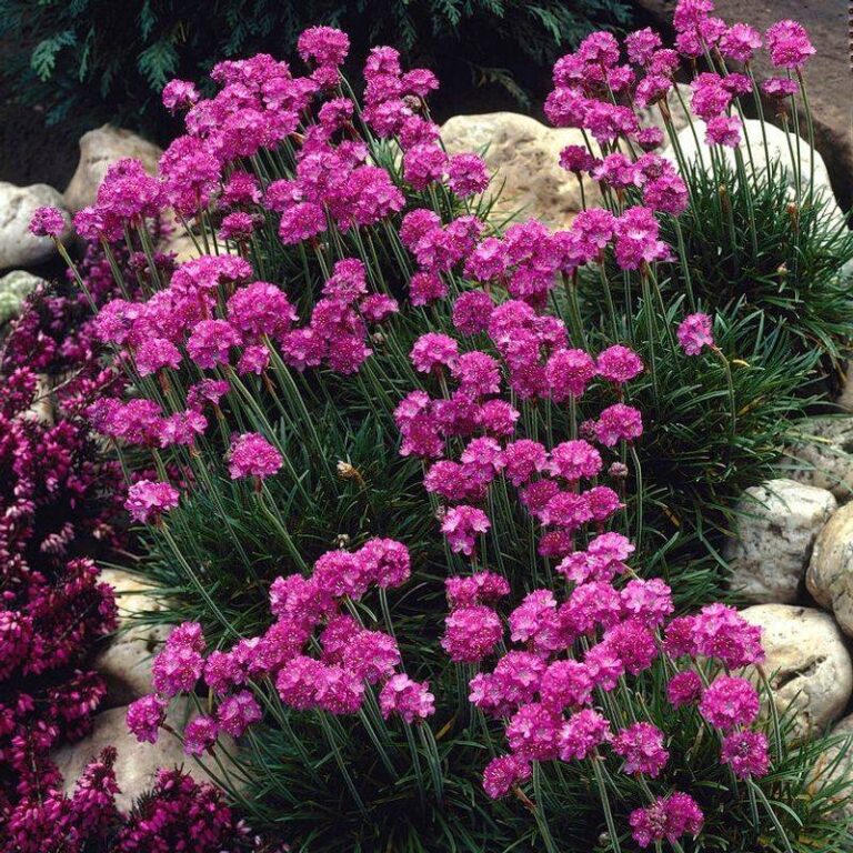 18 Short Perennial Flowers Ideal For Small Gardens - Complete Gardening