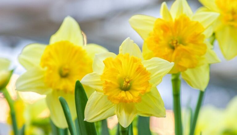 29 Flower Names And Their Meanings (Plus Some That Will Truly Surprise ...